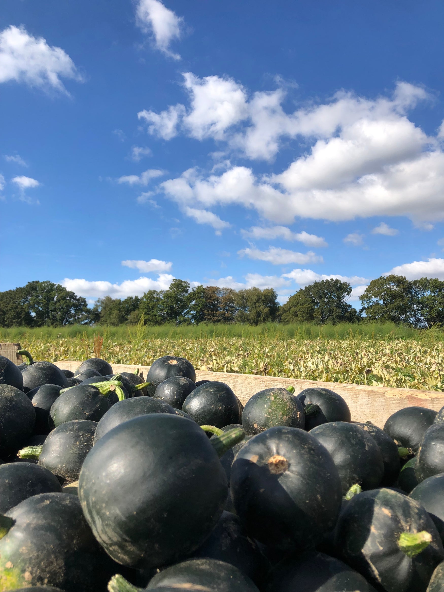 Gem Squash
