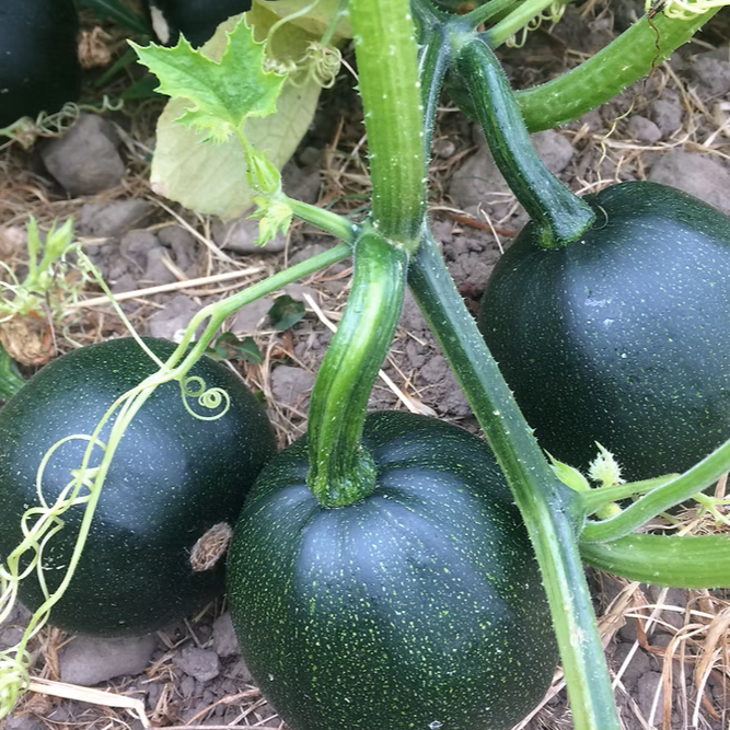 Gem Squash